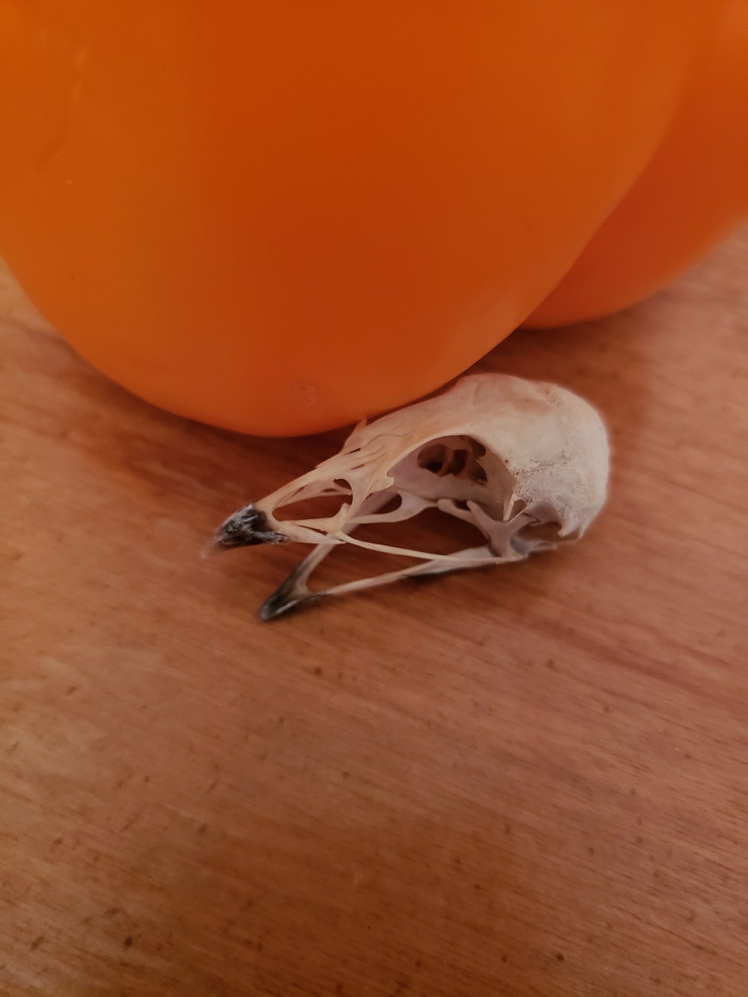 Coturnix Quail Skull - Etsy