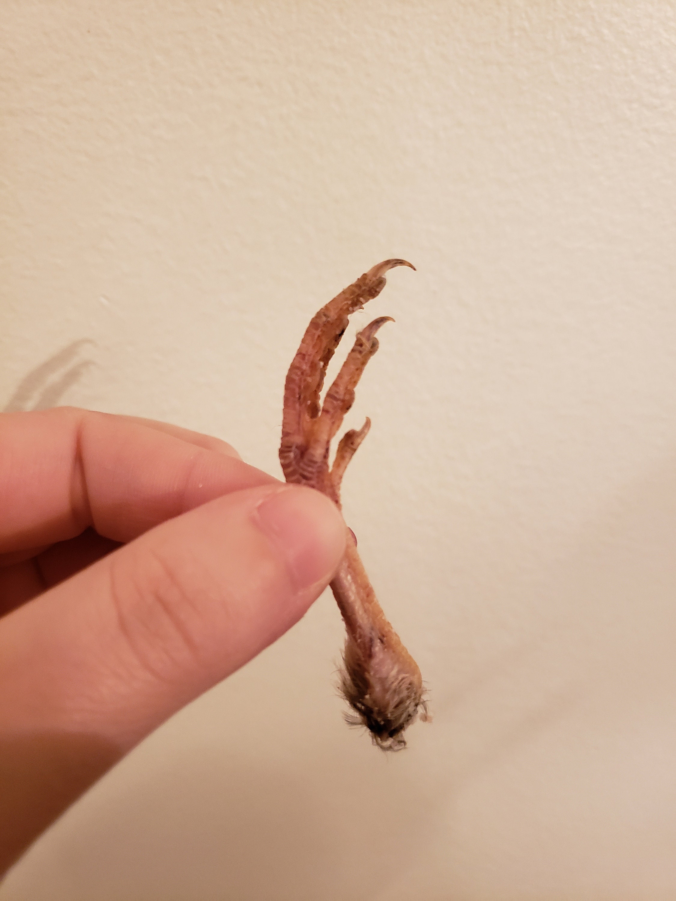 Dried Quail Feet set of 2 - Etsy