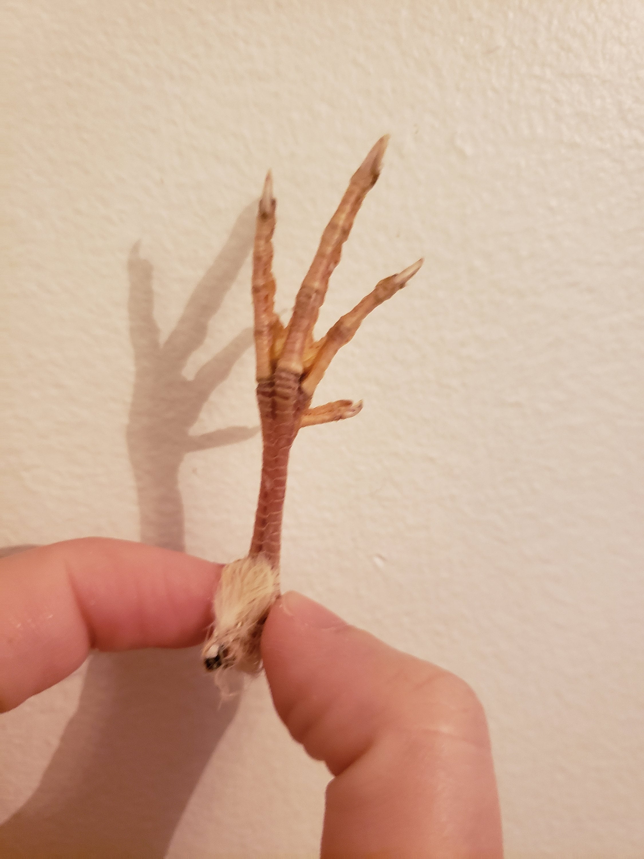 Dried Quail Feet set of 2 - Etsy