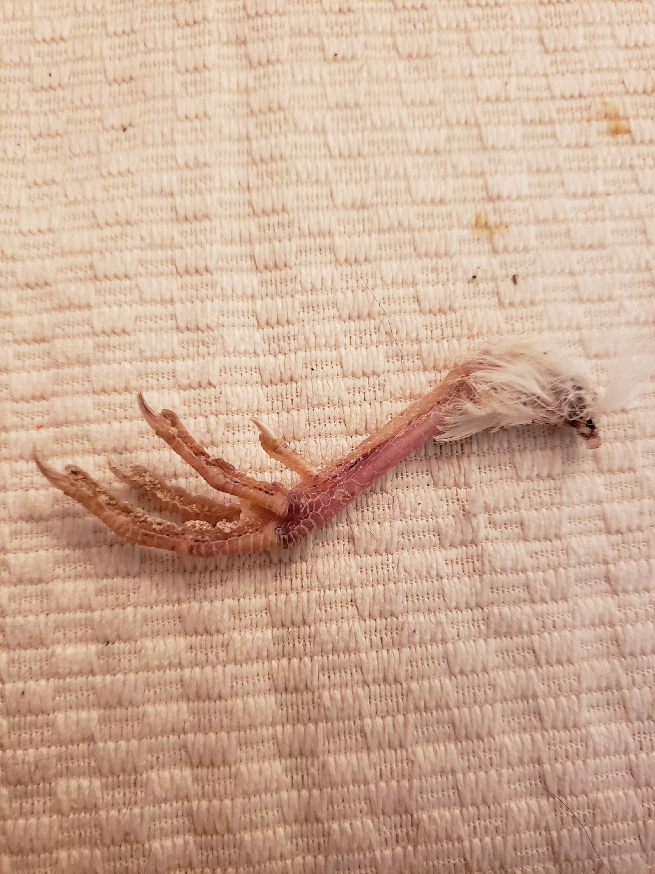 Dried Quail Feet set of 2 - Etsy