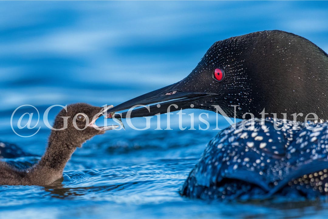 Loon Mother Feeding Chick, Cute Bird Picture, Common Loon Photo, Bird ...