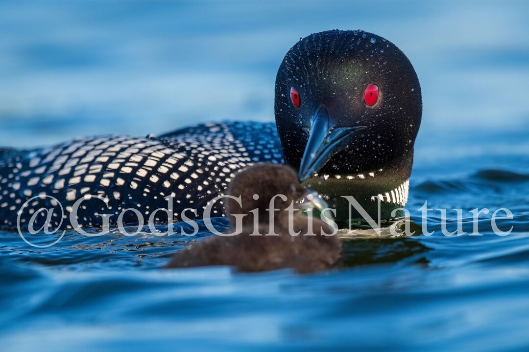 Loon Mother Feeding Chick, Cute Bird Picture, Common Loon Photo, Bird ...