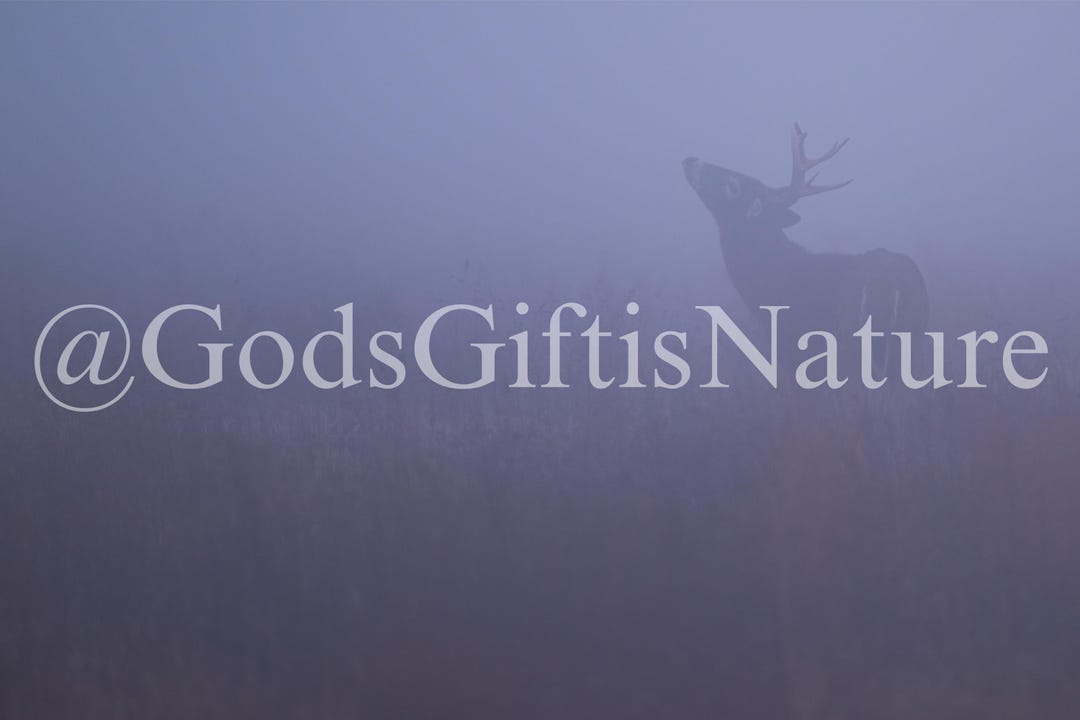 Printable Deer Photo, Nature Photography, Woodland Landscapes, Wildlife ...