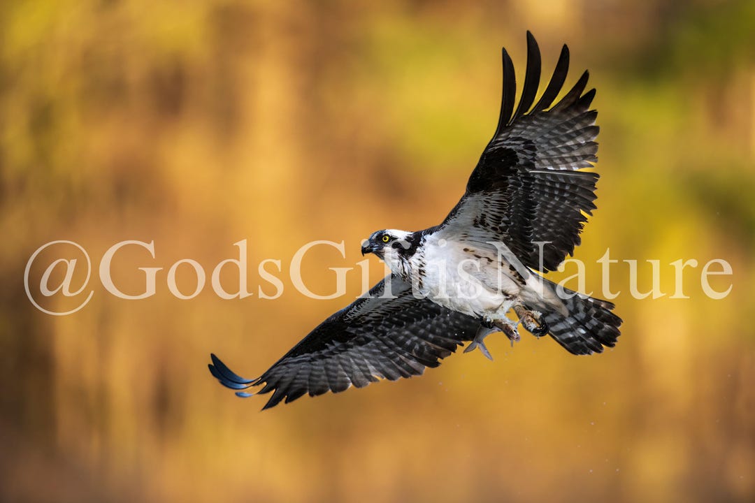Osprey in Flight, Printable Eagle Photography, Bird of Prey Wall Art ...