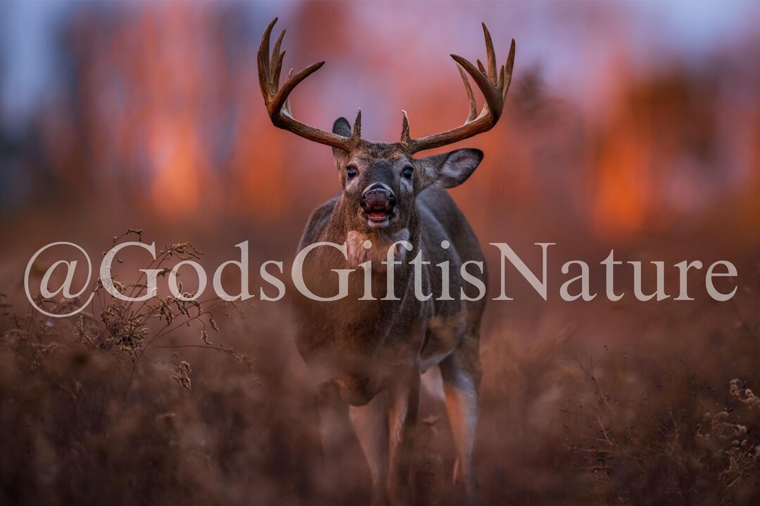 Printable Deer Photograph, Wildlife Photography, Fine Art Wildlife ...