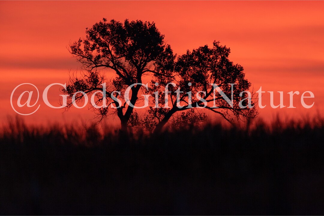Sunrise Photography Over Cottonwood Tree, Majestic Landscape Art Print ...