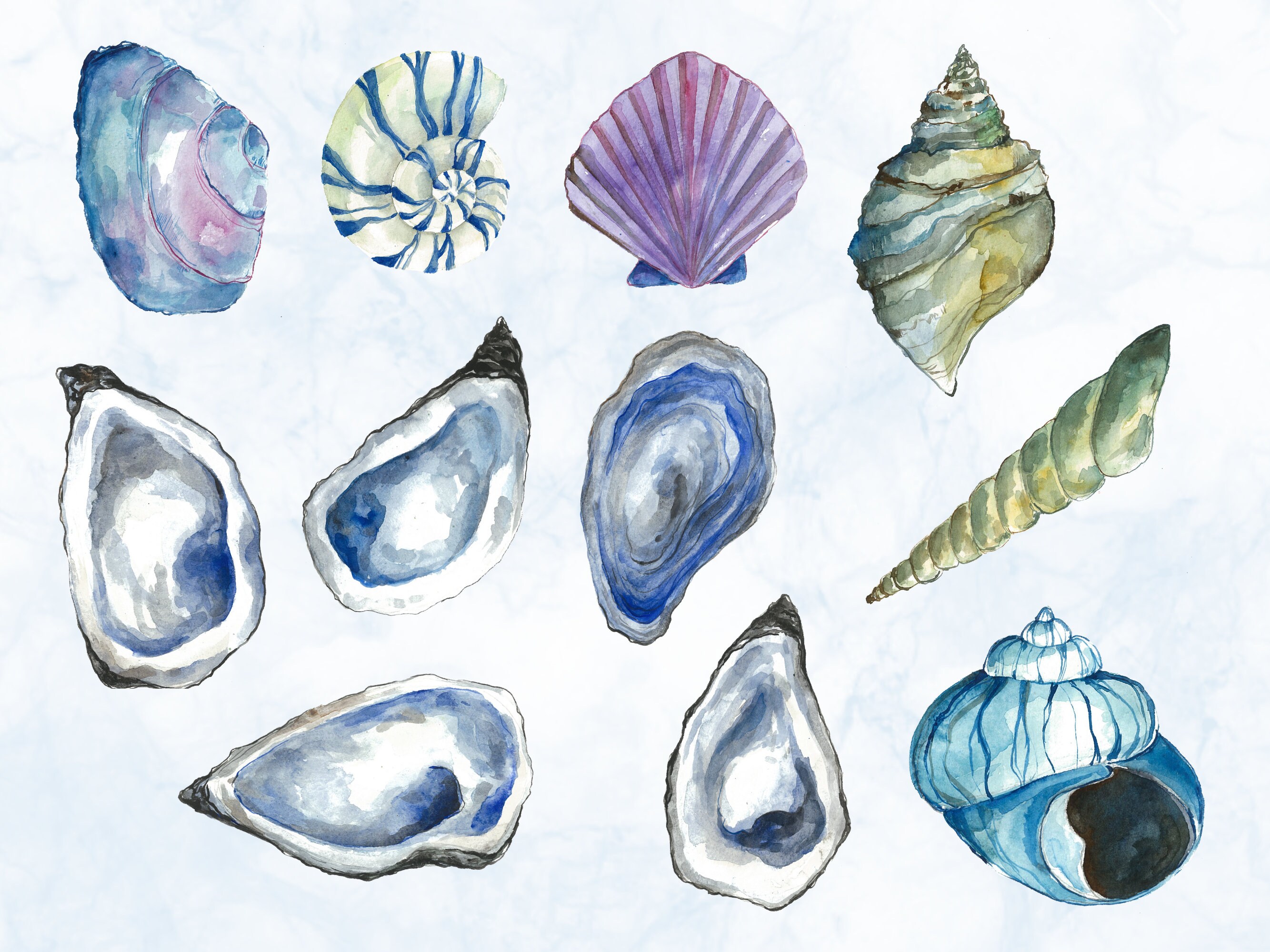 Watercolor Seashells, Summer Clipart, Beach Clipart, Ocean Shells ...