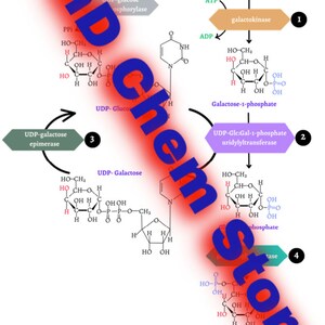 Biochemistry: Galactose Metabolism and Disorders - Study Notes - Etsy
