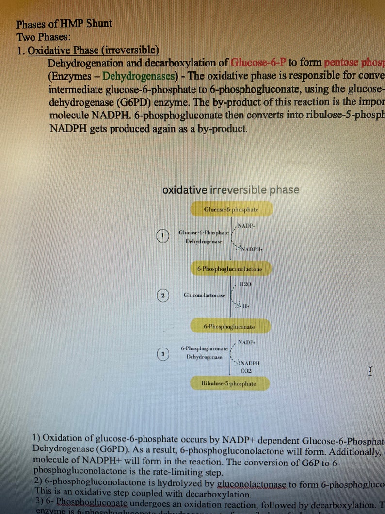 Hexose Monophosphate Shunt (HMP Shunt) - Biochemistry - Etsy