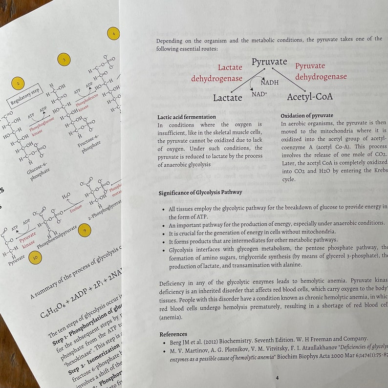 Glycolysis Pathway Notes - Perfect for Biology/science Students - Etsy
