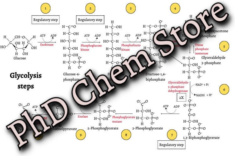Glycolysis Pathway Notes - Perfect for Biology/science Students - Etsy