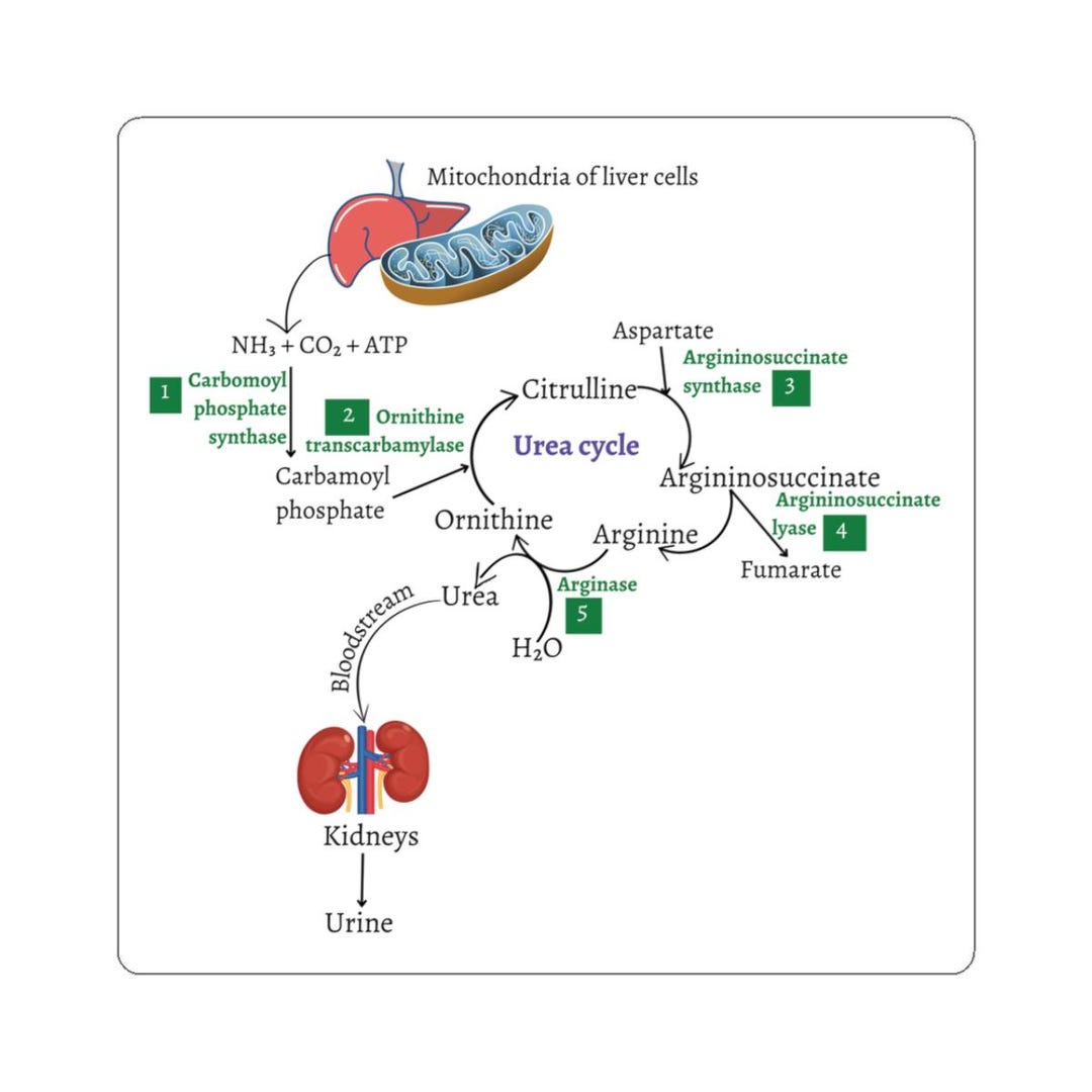 Urea Cycle Sticker - Etsy