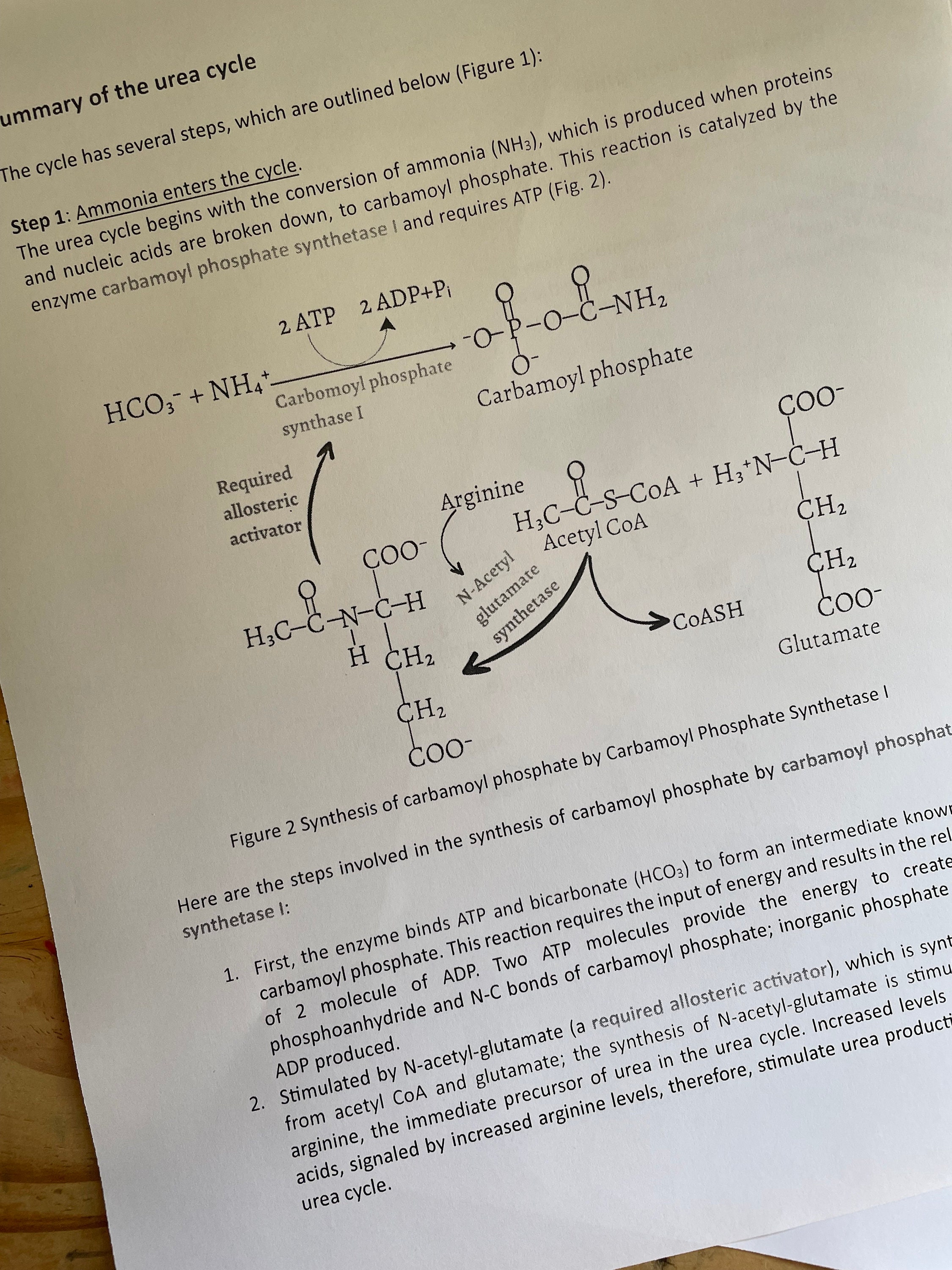 Comprehensive Urea Cycle Notes - Study Aid - Etsy