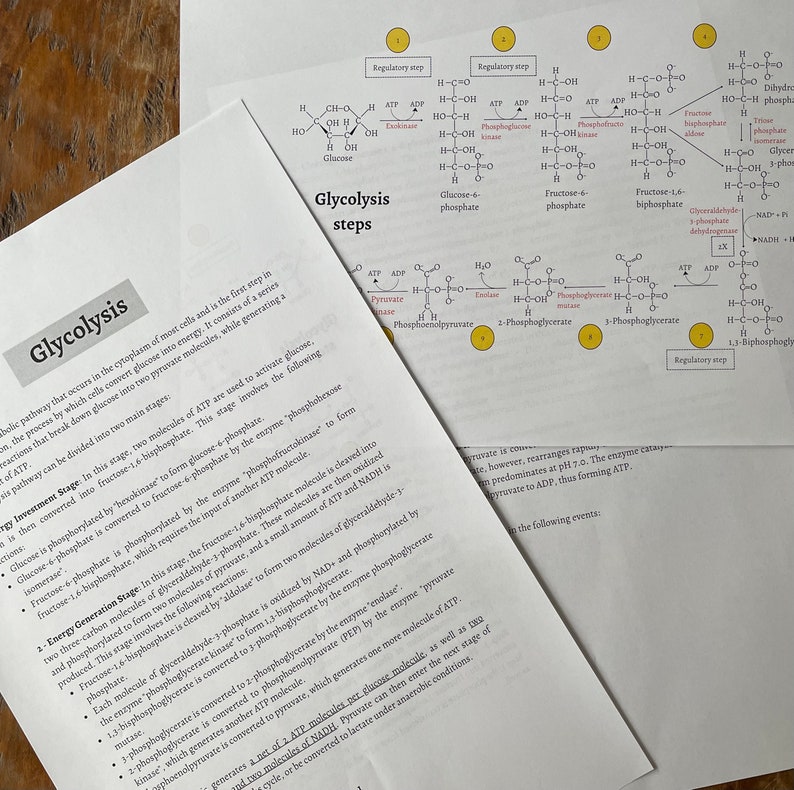 Glycolysis Pathway Notes - Perfect for Biology/science Students - Etsy