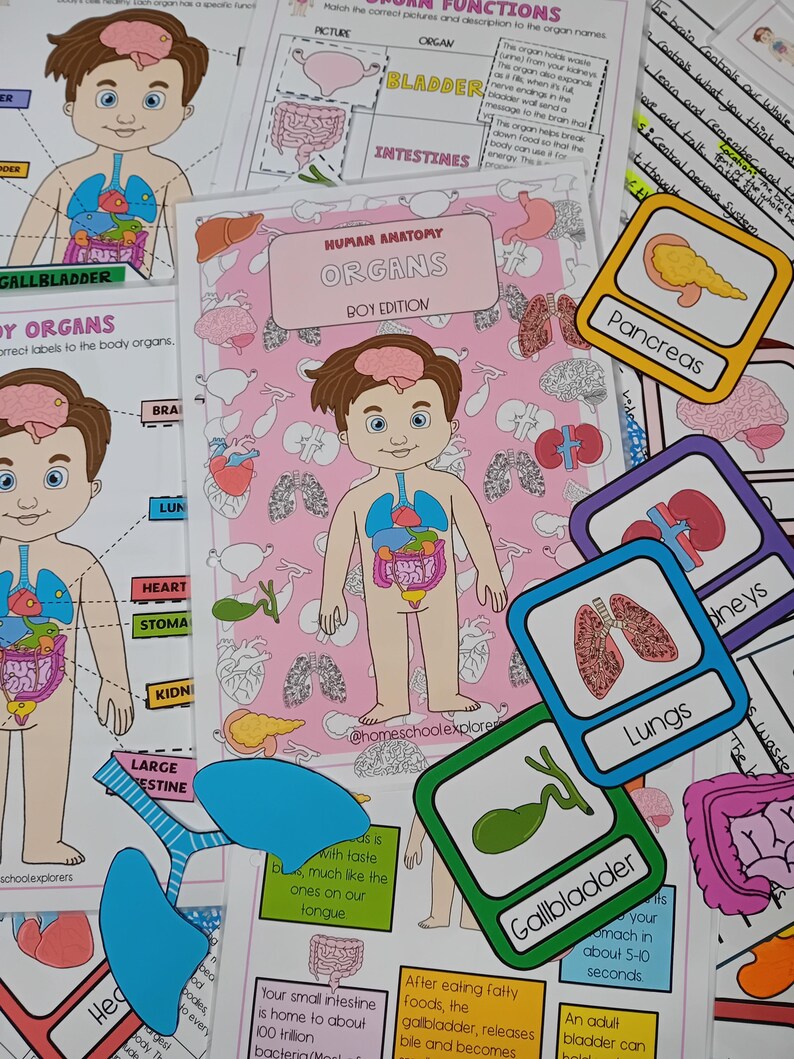 Human Anatomy Organs, Body Organs, Human Body, Organs, Activity Book ...