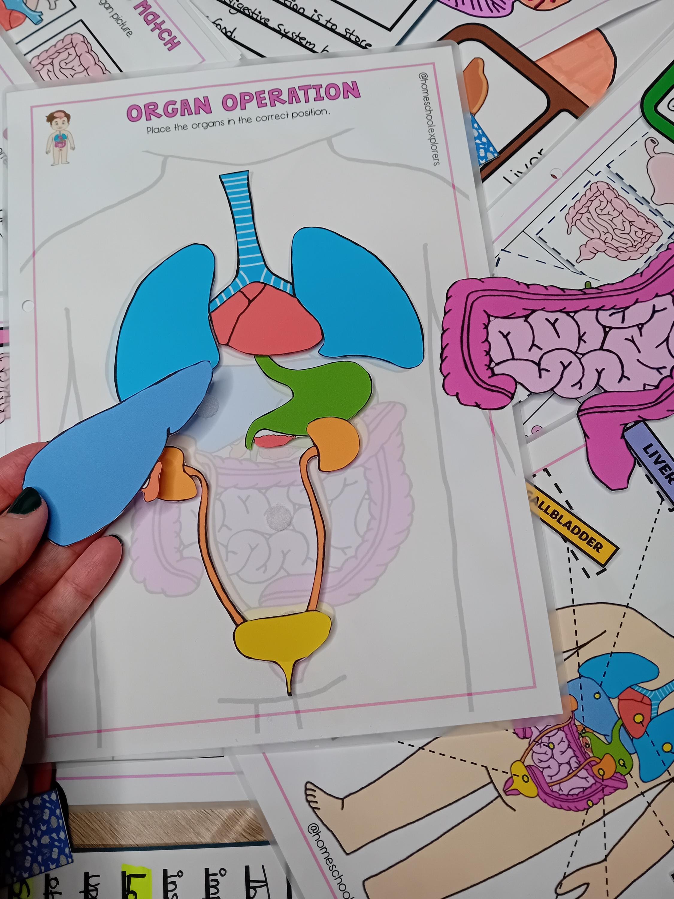 Human Anatomy Organs, Body Organs, Human Body, Organs, Activity Book ...