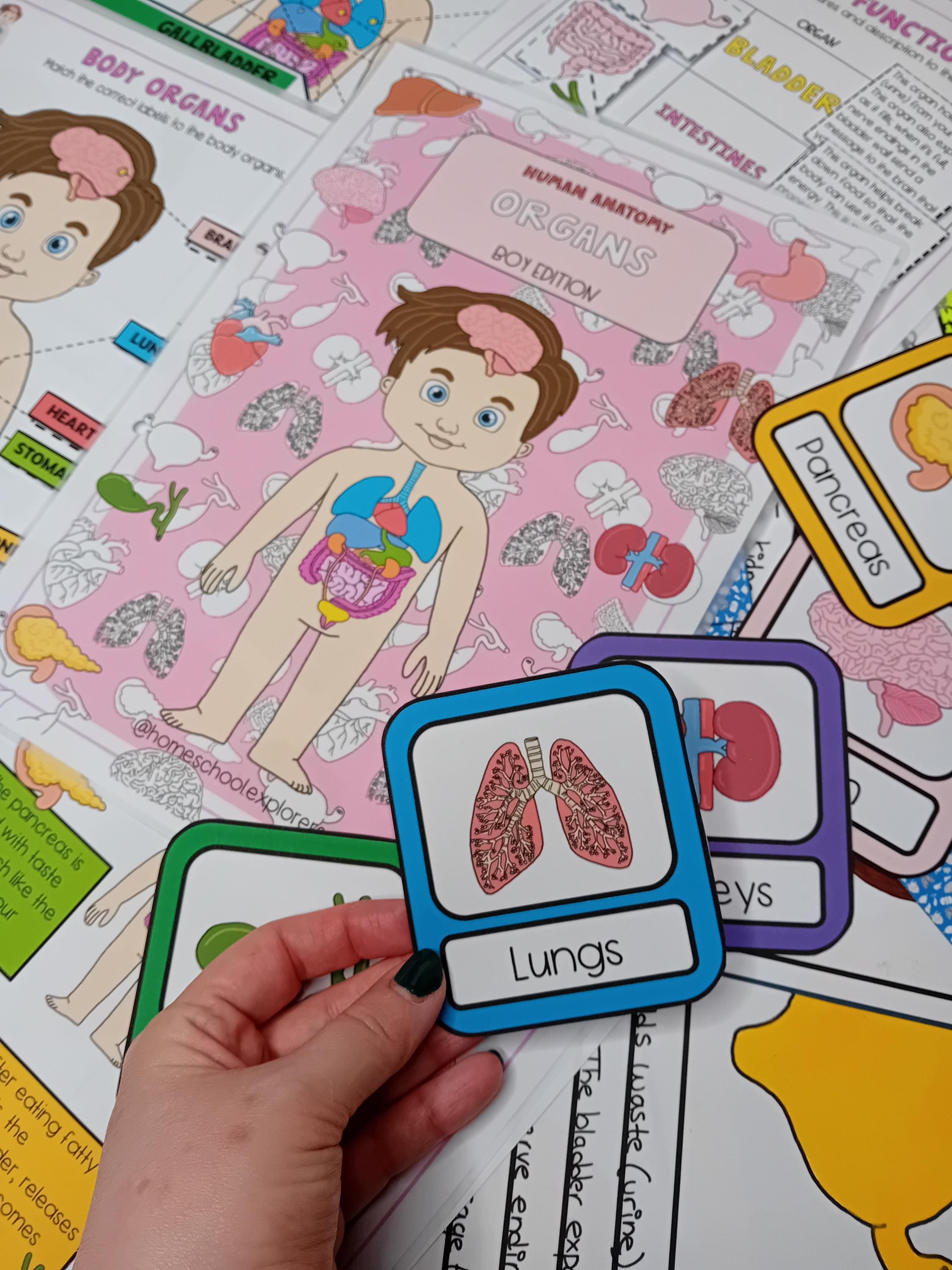 Human Anatomy Organs, Body Organs, Human Body, Organs, Activity Book ...