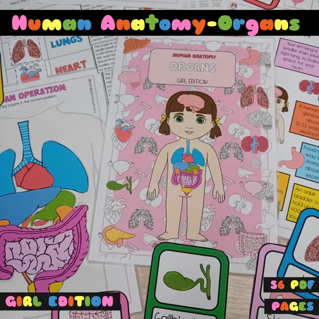Human Anatomy Organs, Body Organs, Human Body, Organs, Activity Book ...