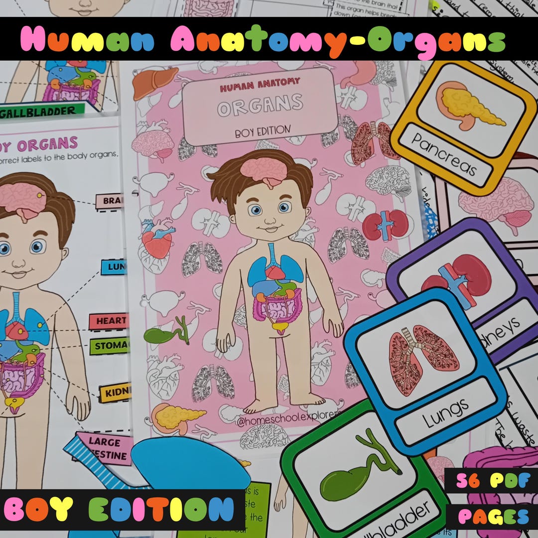 Human Anatomy Organs, Body Organs, Human Body, Organs, Activity Book ...