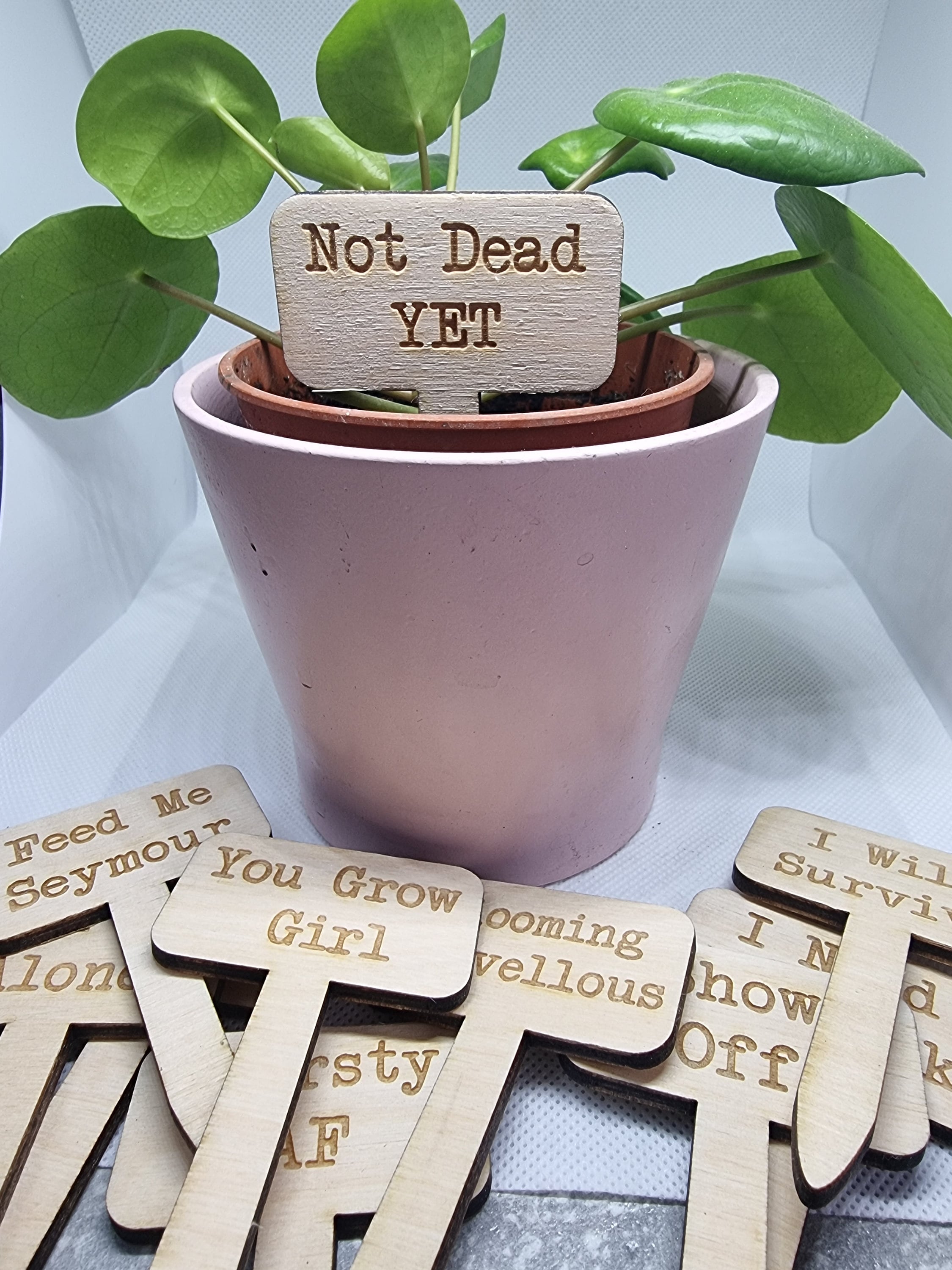 House Plant Stakes, Wooden Plant Markers Funny Quotes, Gift for ...