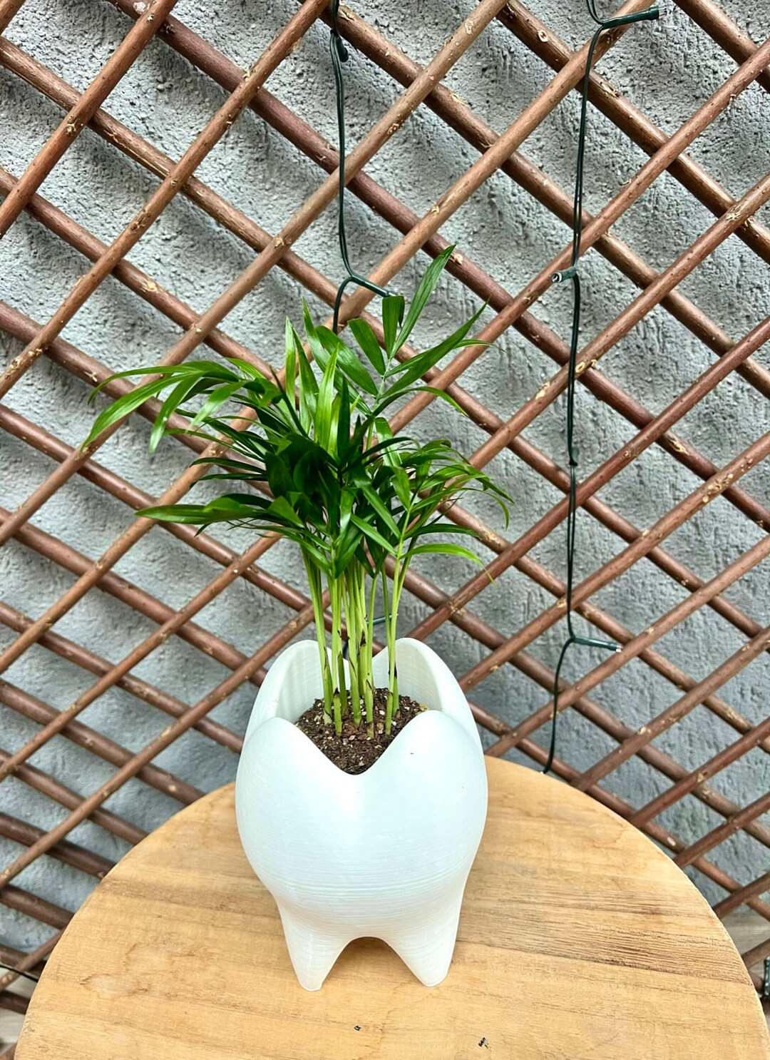 Tooth Planter and Pencil Pot Home Decor - Etsy