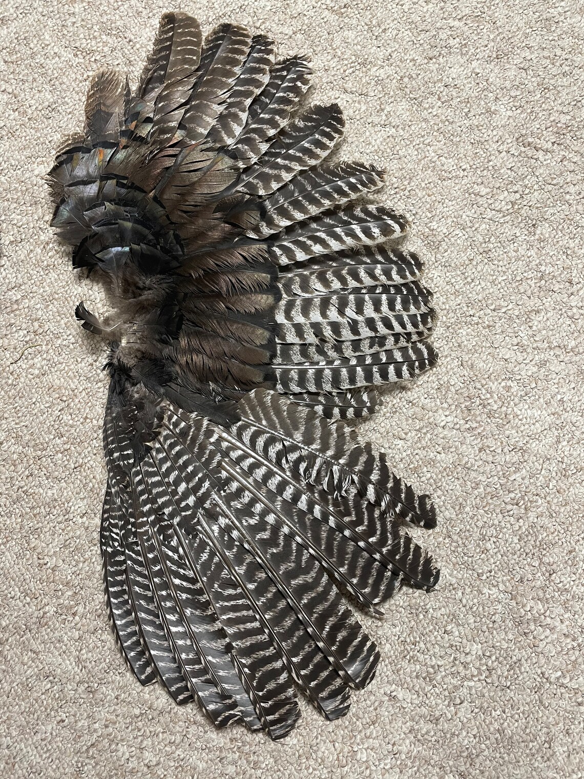Wild Turkey Wings - Etsy