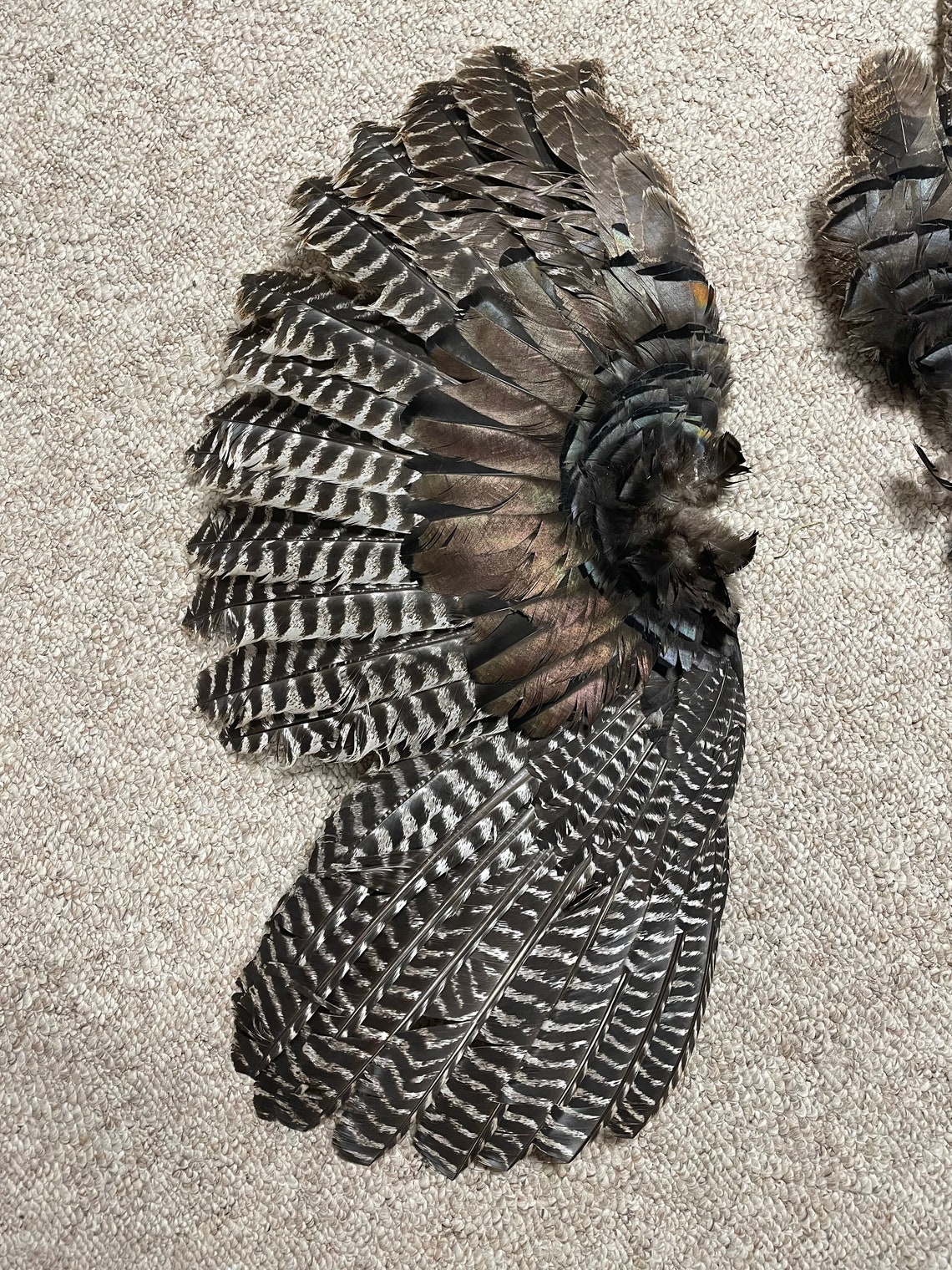 Wild Turkey Wings - Etsy