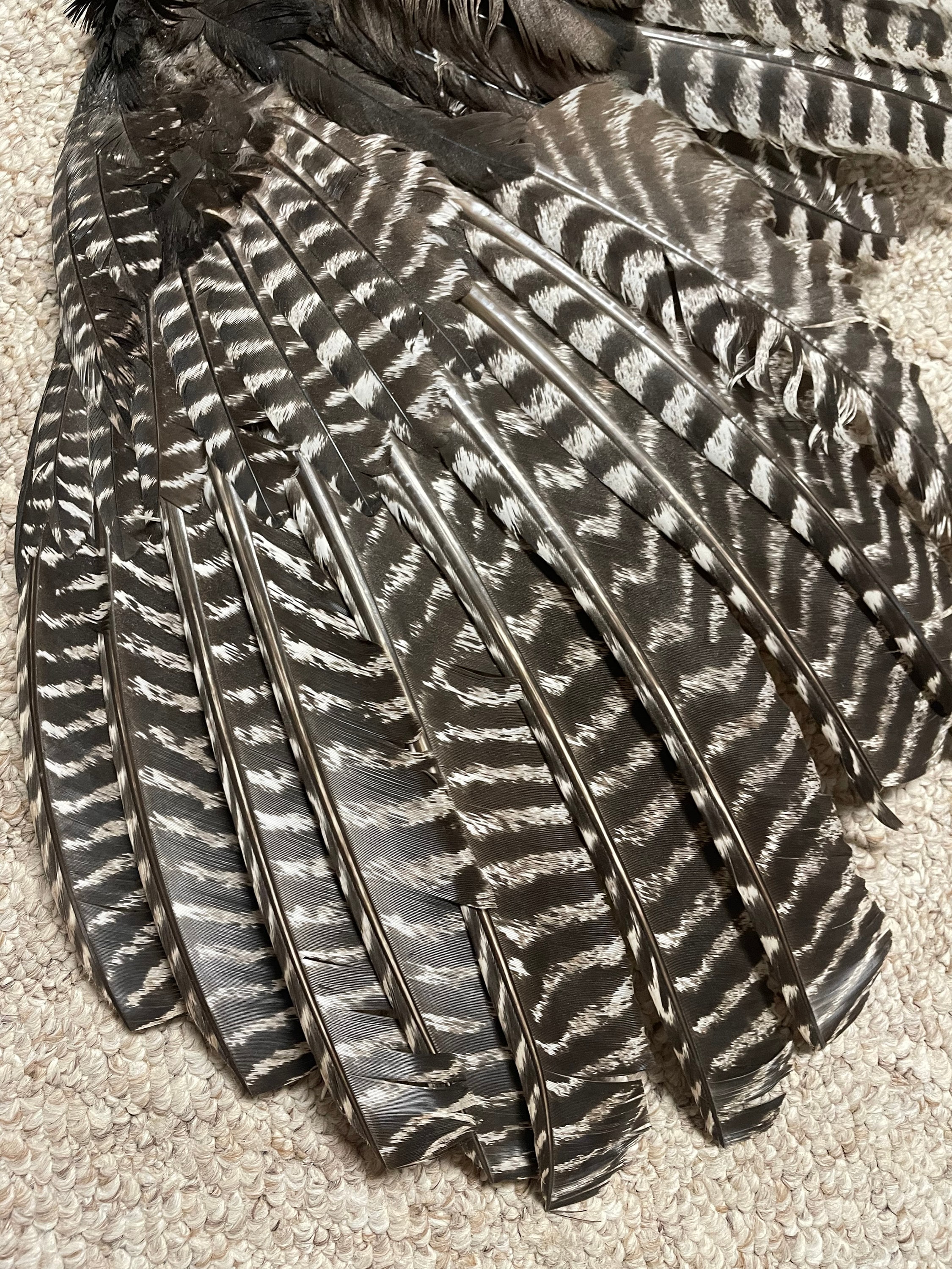 Wild Turkey Wings - Etsy