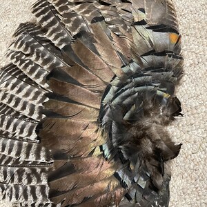 Wild Turkey Wings - Etsy