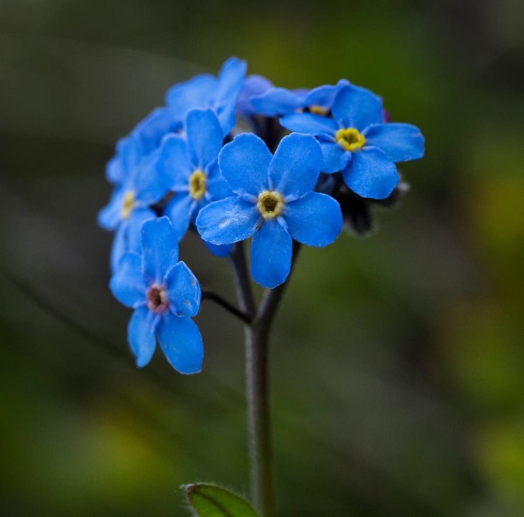 Forgot Me Not Annual Firmament NON GMO Grows to a Mass of Dainty BLUE ...