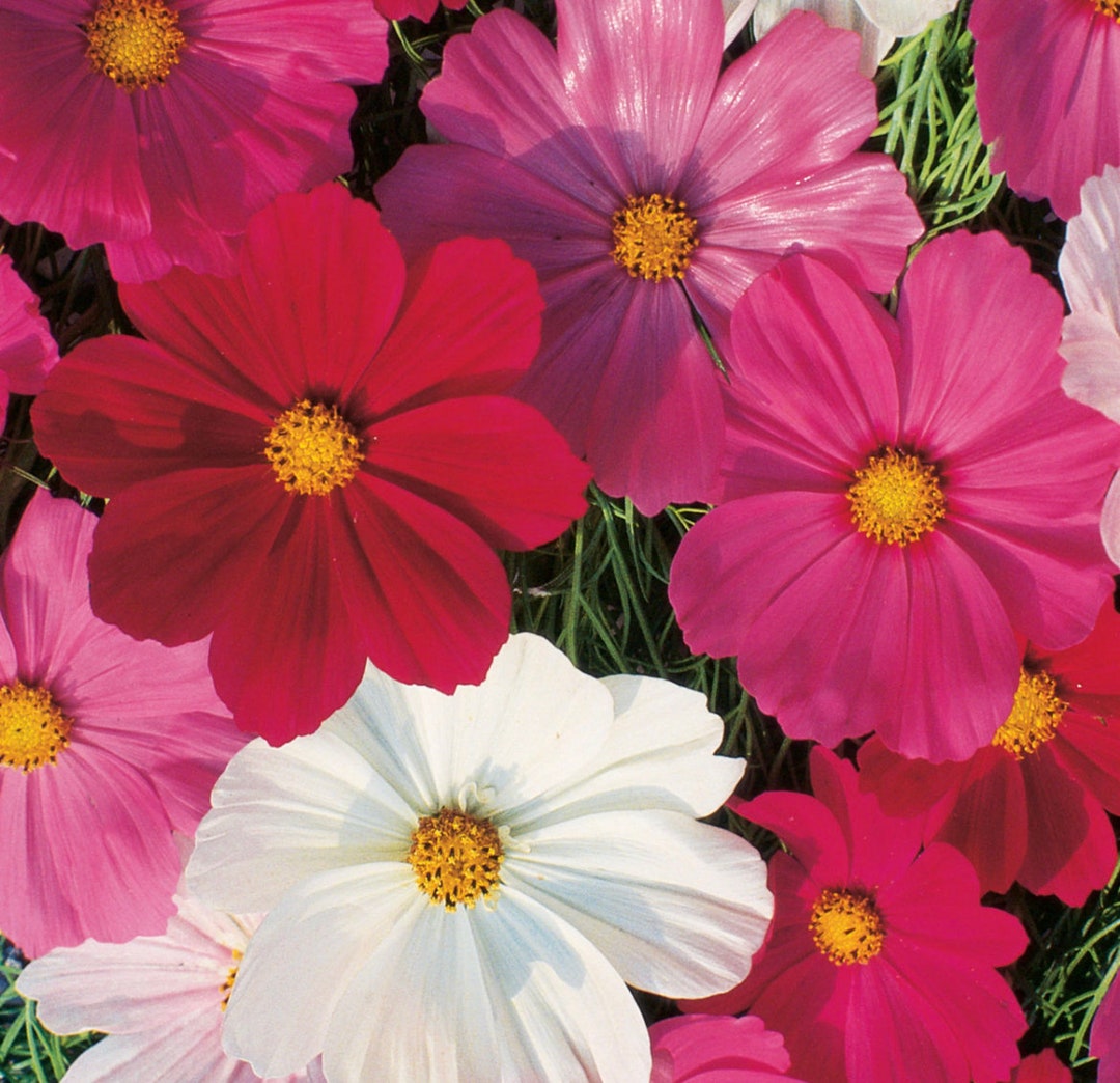 Cosmos Single Sensation Mixed Color Seeds. NON GMO. Bees and ...
