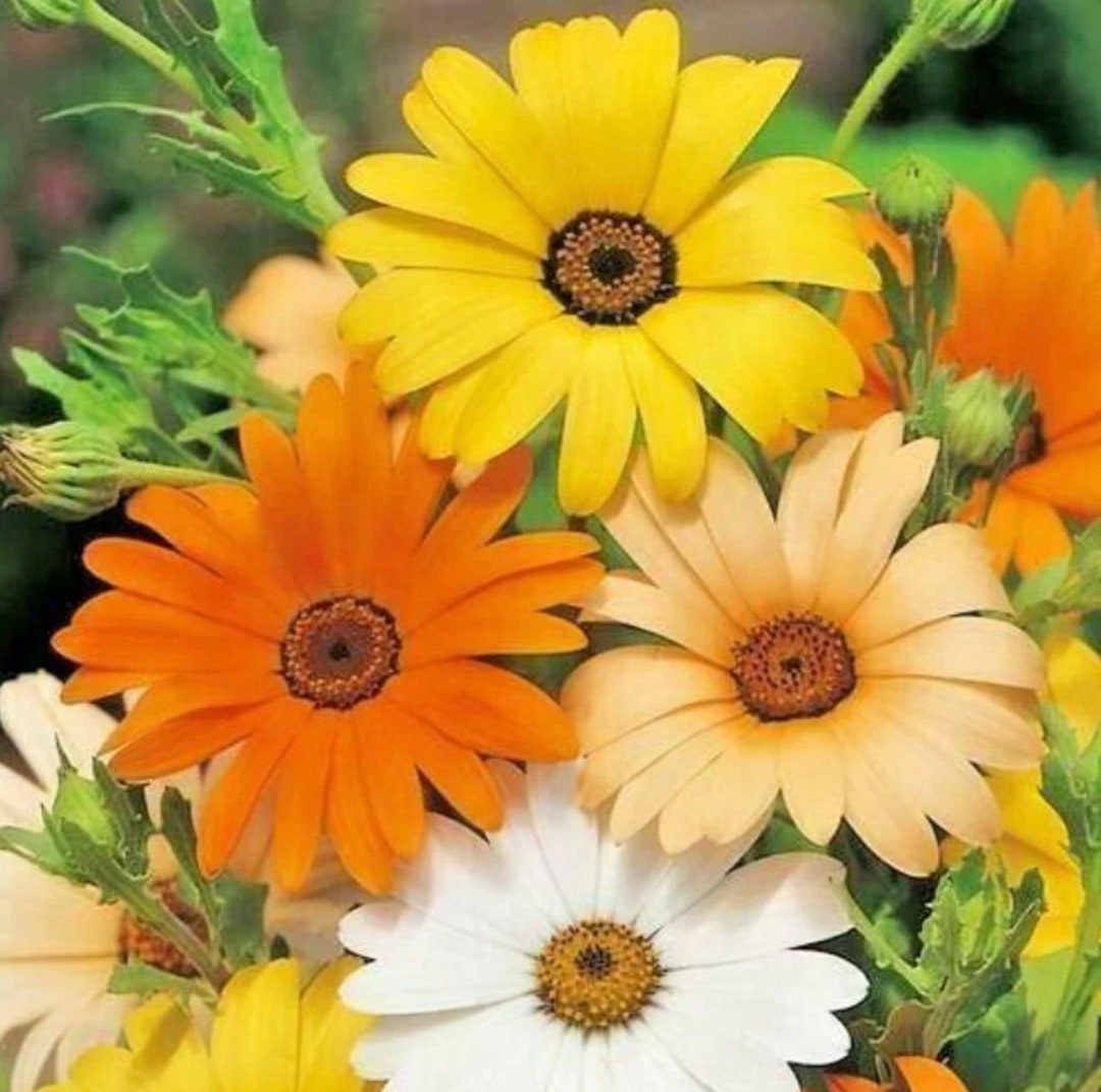 African Daisy Mixed Variety -- Grows to 12 Inches -- Shades of Yellow ...