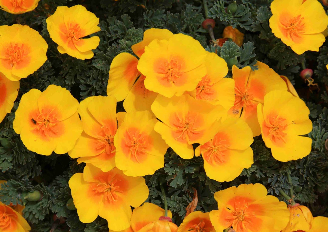California Poppy Extra Golden Yellow and Orange NON GMO 120 Mg ...