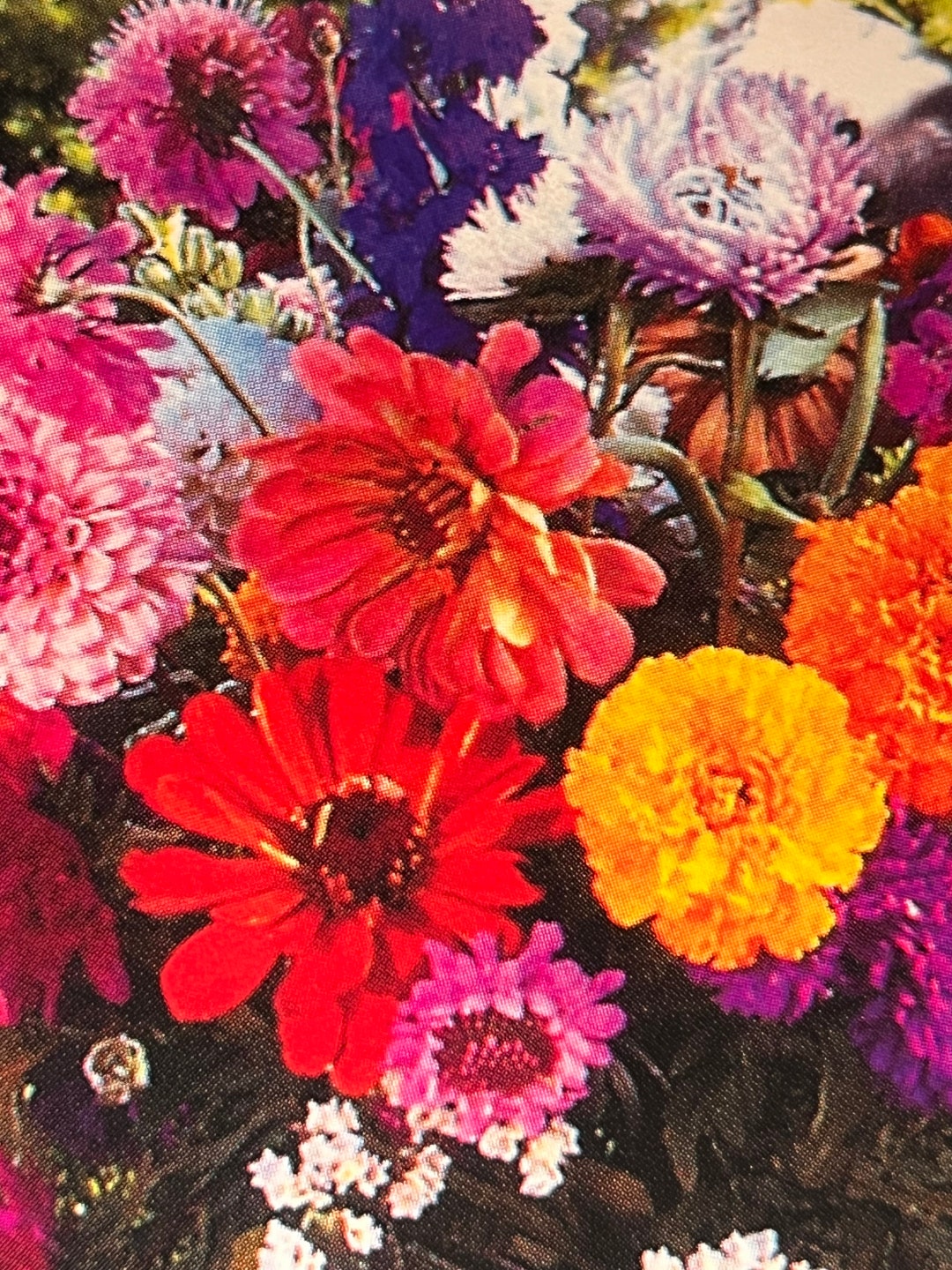 Flower Garden Mix -- a Combination of Hardy Annuals With Brilliant ...