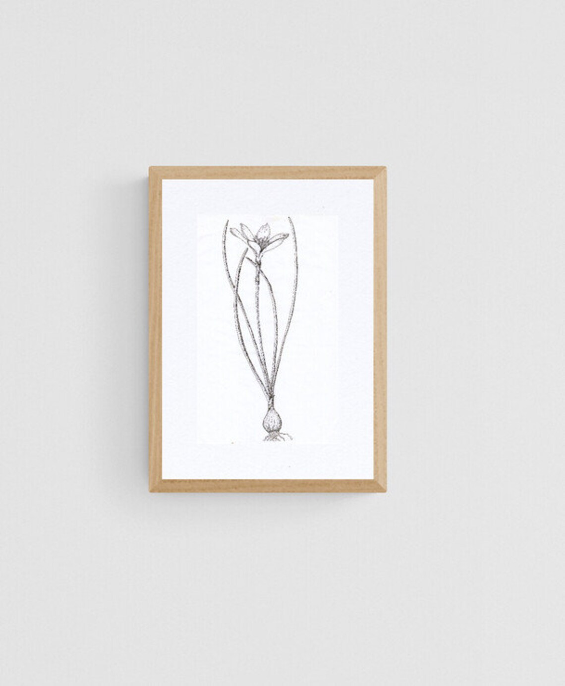 Botanic Illustration Zephyranthes Flower Instant Download Printable and ...