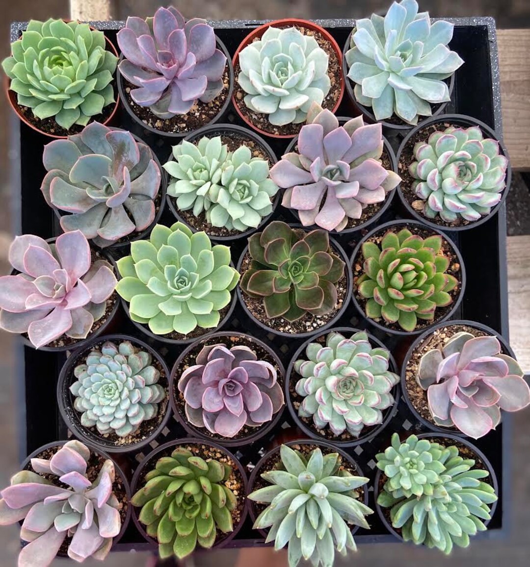 9 Pack Four Inch Colorful Succulents Variety Pack Box Assorted Premium ...