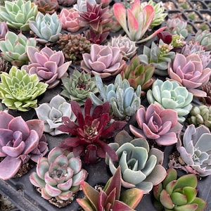 10 Succulent Variety Pack Mix Beginner Garden Mini Micro Gift for Her ...