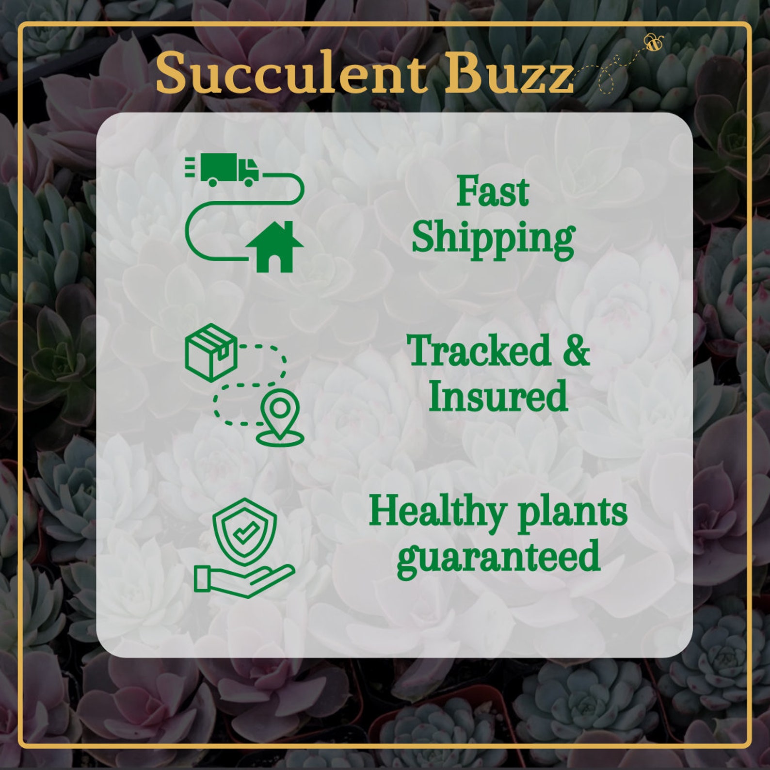 10 Succulent Variety Pack Mix Beginner Garden Mini Micro Gift for Her ...