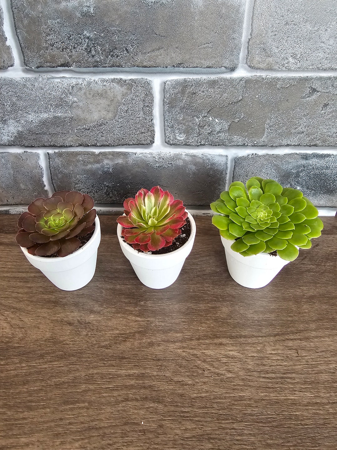 Succulent Aeonium Elegance Trio - Succulent Gift - Garden Starter ...