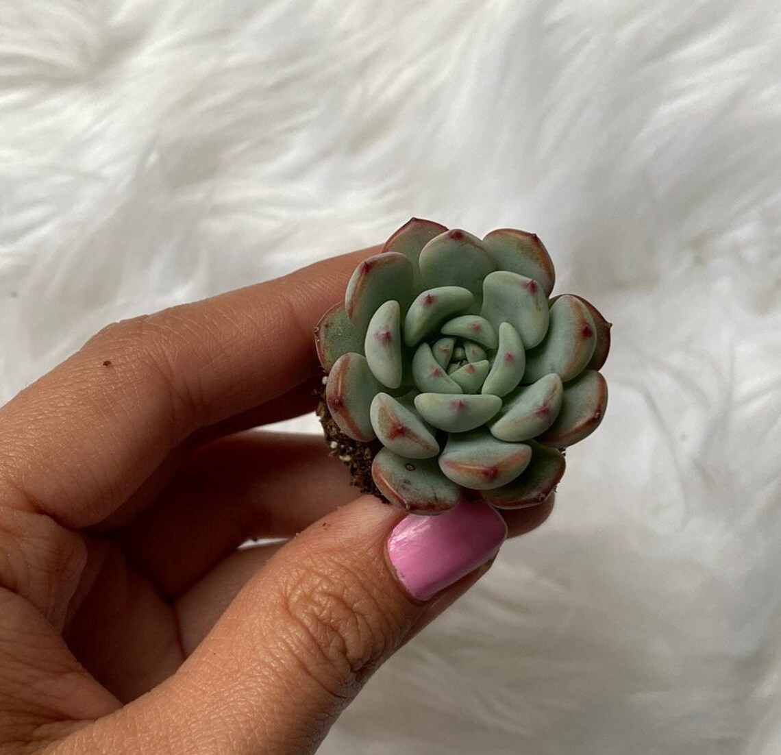 10 Succulent Variety Pack Mix Beginner Garden Mini Micro Gift for Her ...