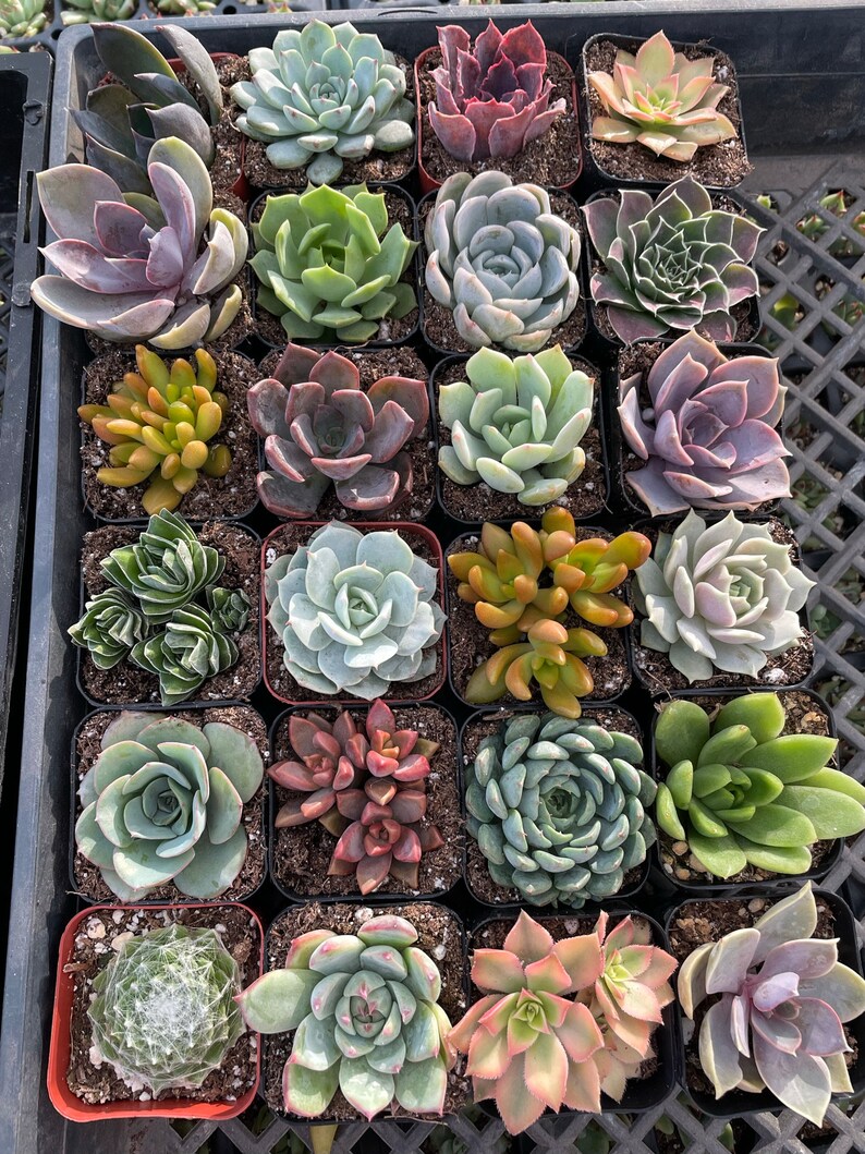 6 Pack Colorful Live Succulent Box Gift 2" Rosette Small - Etsy