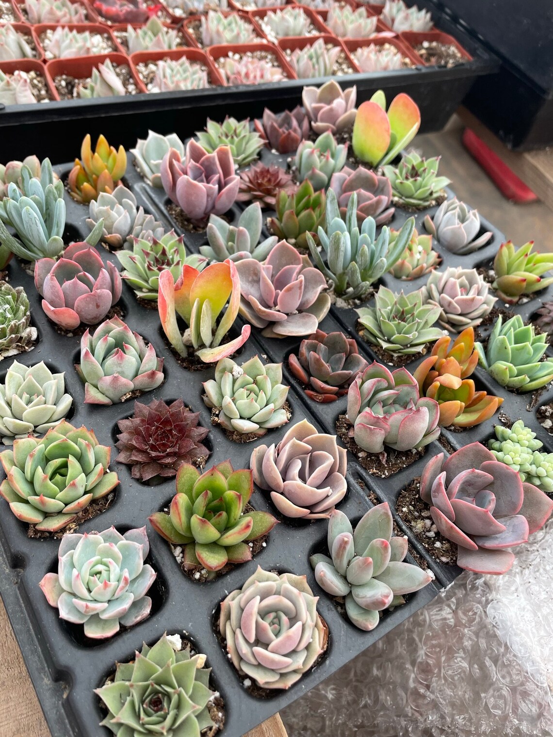 10 Succulent Variety Pack Mix Beginner Garden Mini Micro Gift for Her ...