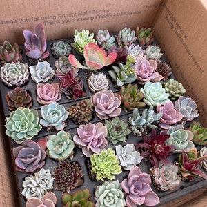 10 Succulent Variety Pack Mix Beginner Garden Mini Micro Gift for Her ...