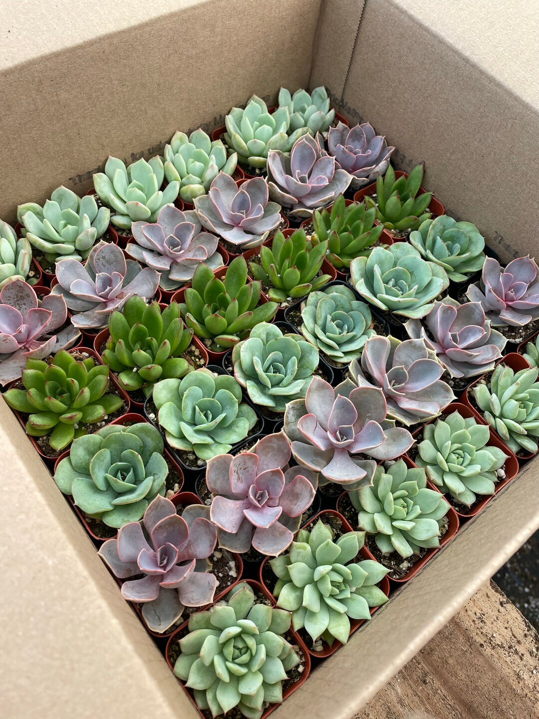 36 Pack of Small Succulents | Assorted Colors | Wedding Favors | Bulk ...