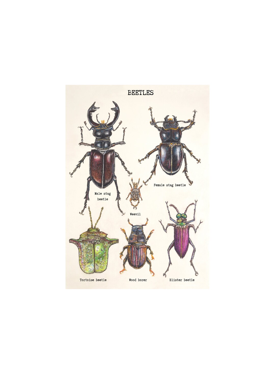 Large Beetle Card, A5 Size, Any Occasion Card, Blank Inside, Greeting ...
