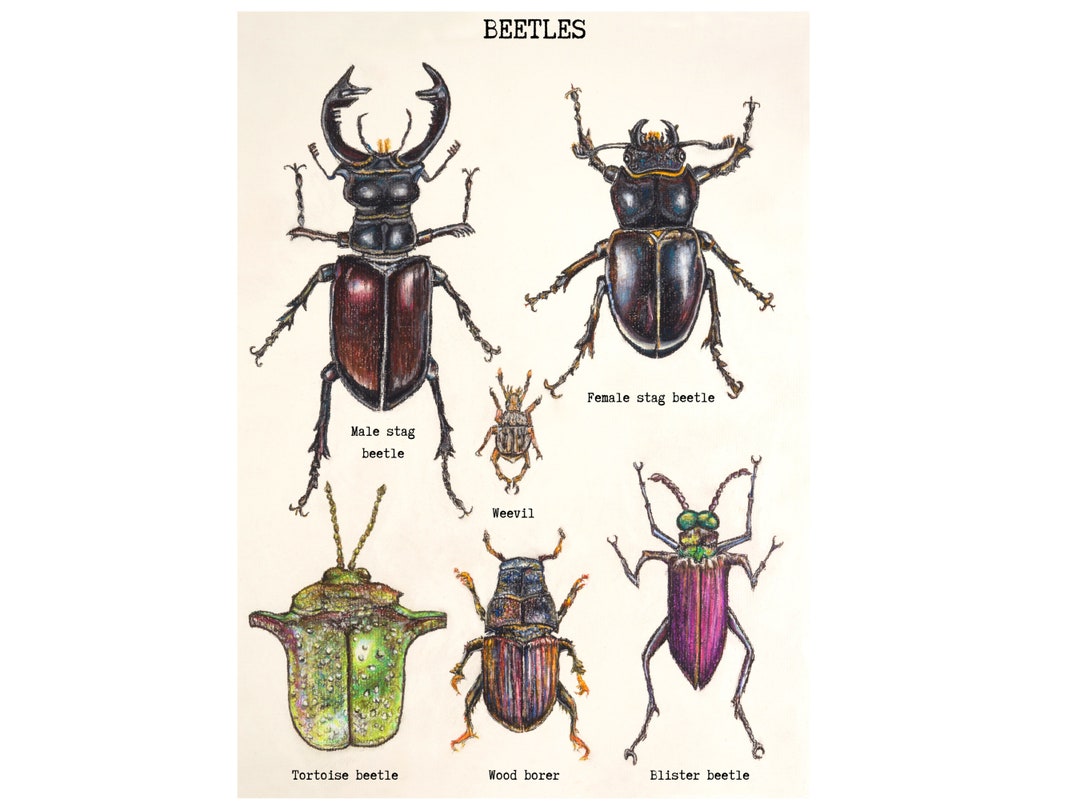 Hand Painted Stag Beetle Art Print, Vintage Design, Entomologist Print ...