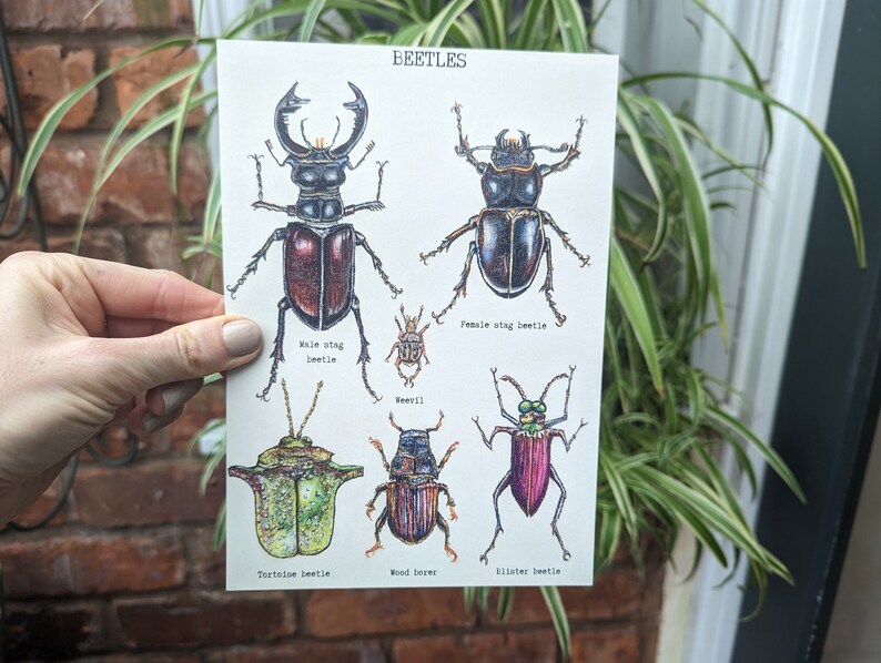 Hand Painted Stag Beetle Art Print Vintage Design - Etsy