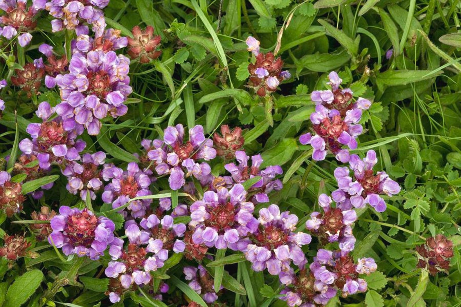 Heal All | Self Heal | Specialty Seeds | Perennial | Pollinator ...