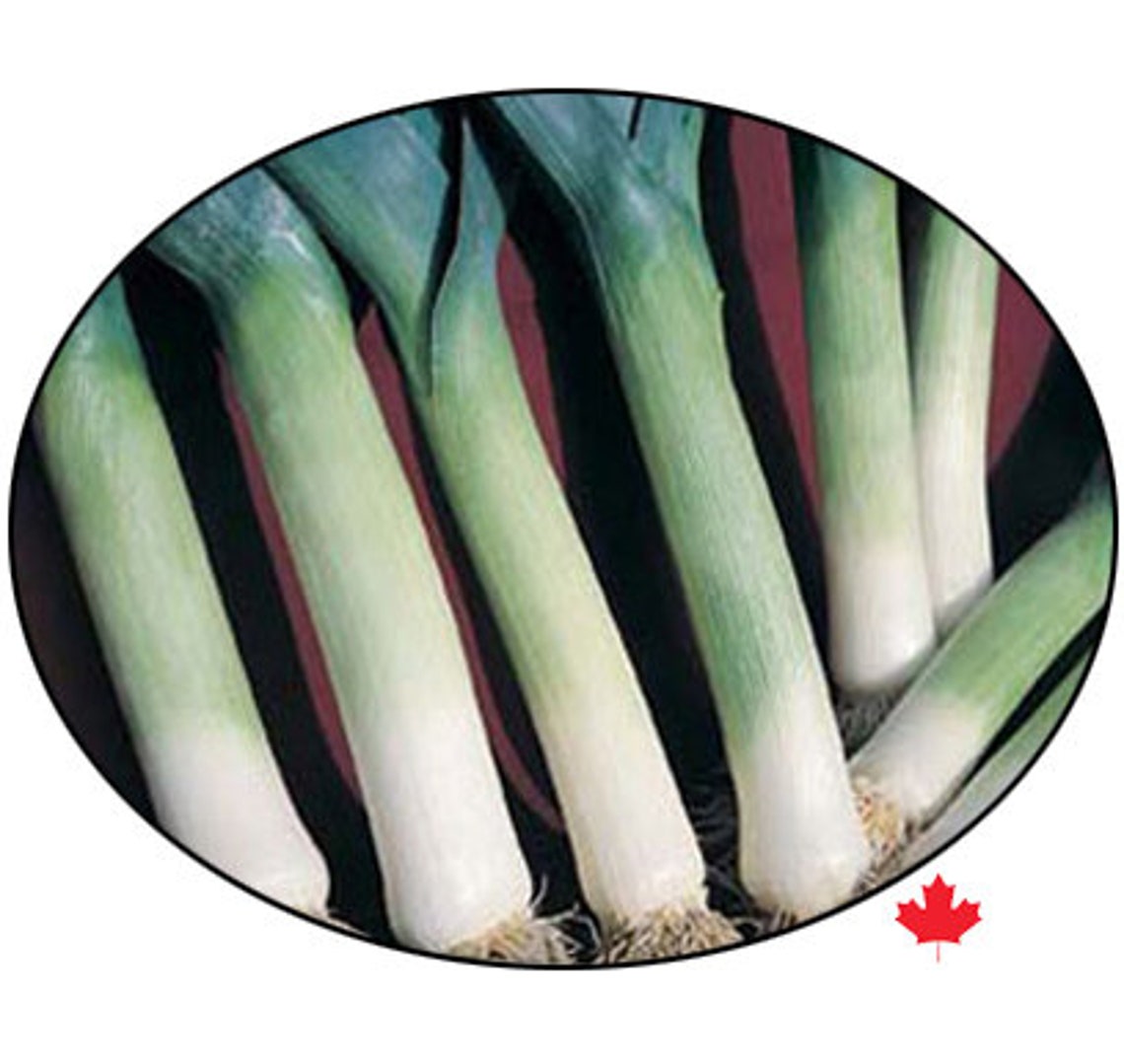 Autumn Giant Leek Seeds - Vegetable Seeds - Etsy Canada