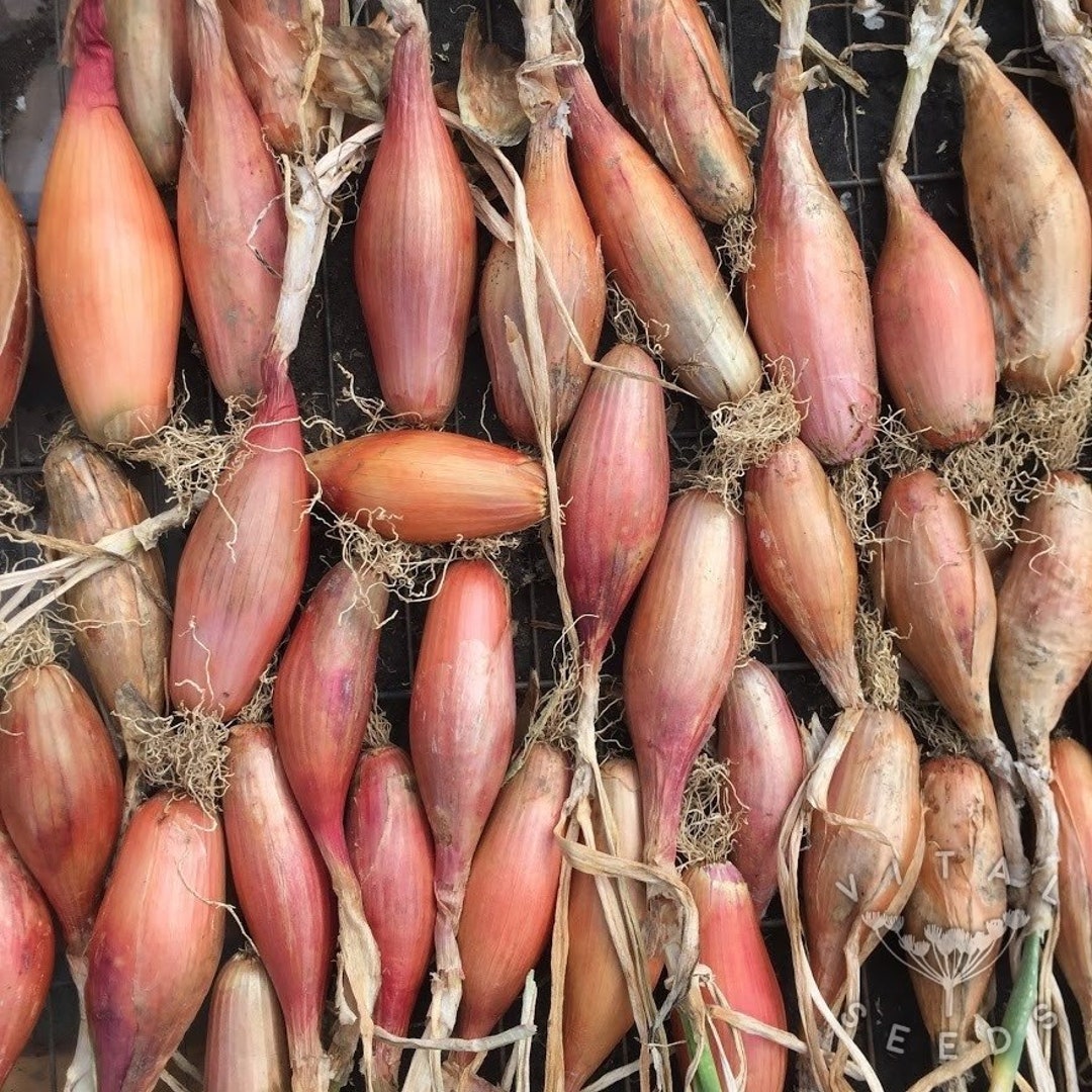 Shallot Seeds - Zebrune - the Ultimate Non-onion. Vegetable Seeds ...